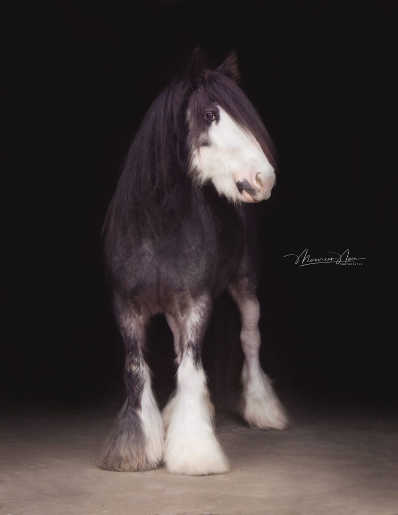 Gypsy Cob Horses - Ponderosa Ridge Ranch
