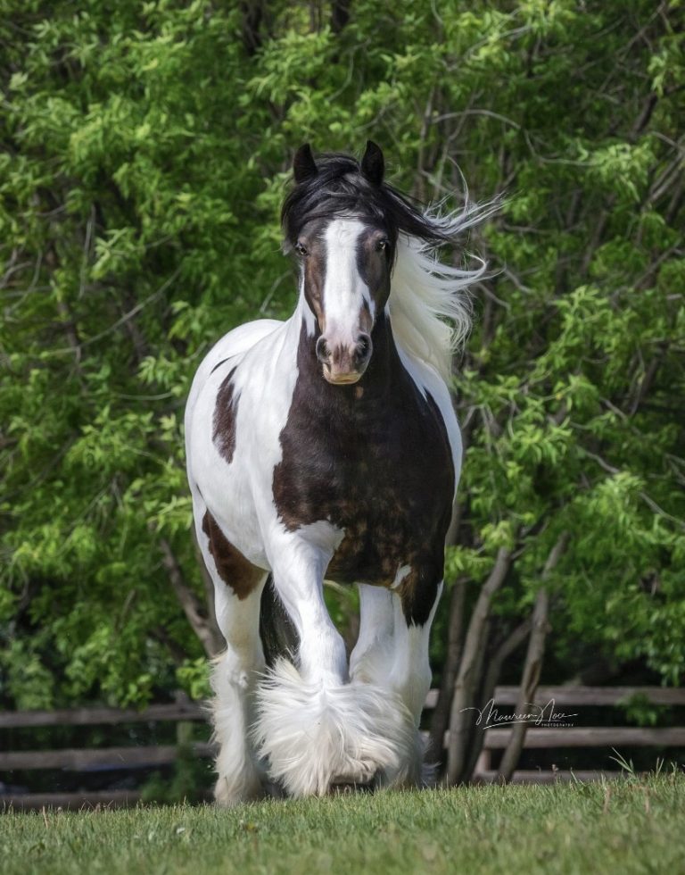 Gypsy Cob Horses - Ponderosa Ridge Ranch