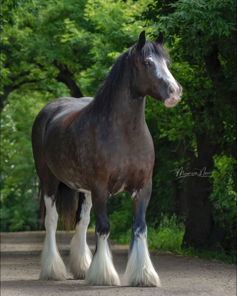 Gypsy Cob Horses - Ponderosa Ridge Ranch