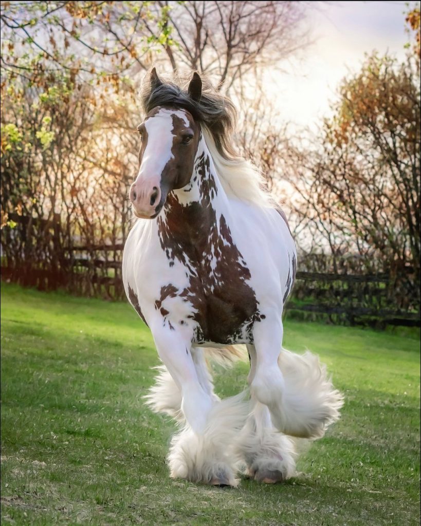 Gypsy Cob Horses - Ponderosa Ridge Ranch