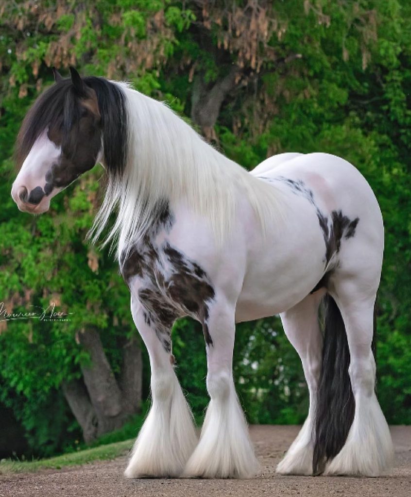 Gypsy Cob Horses - Ponderosa Ridge Ranch