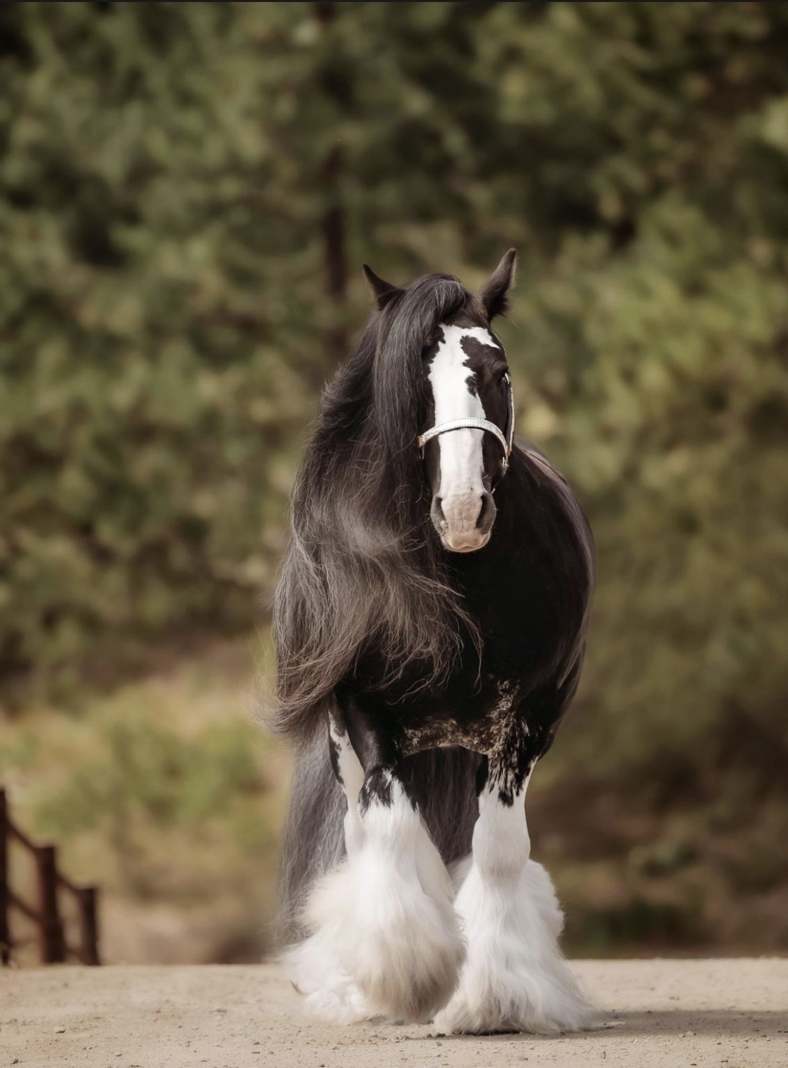 Gypsy Cob Horses - Ponderosa Ridge Ranch